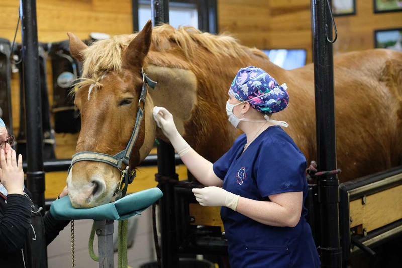 Airways - Saginaw Valley Equine Clinic