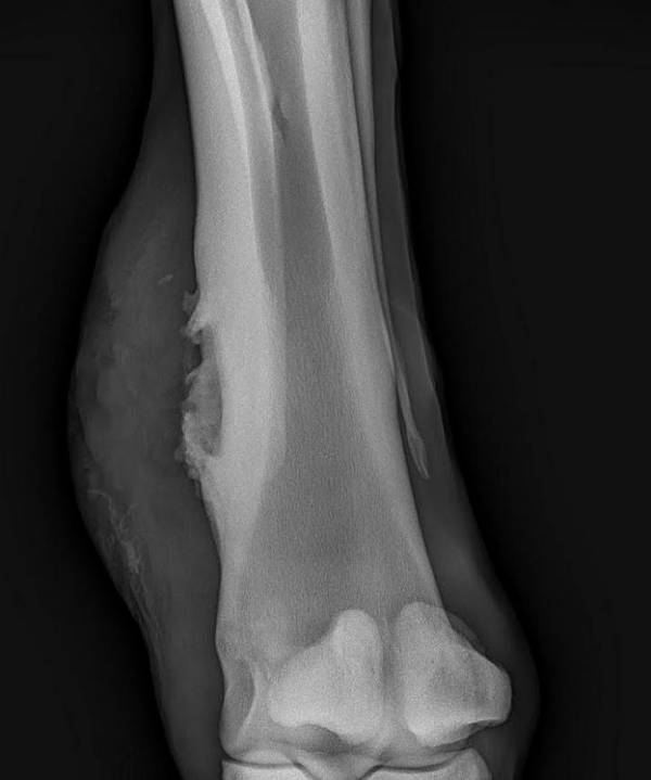 Case #1106 - Saginaw Valley Equine Clinic