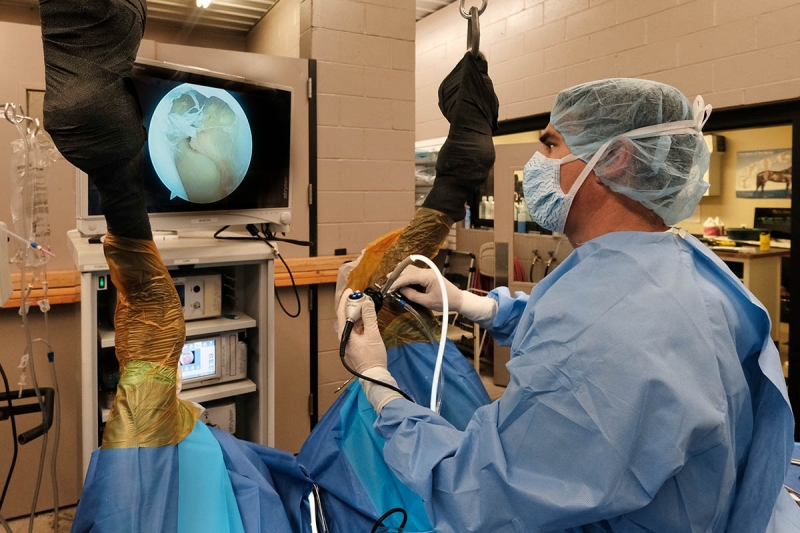 Joints - Saginaw Valley Equine Clinic