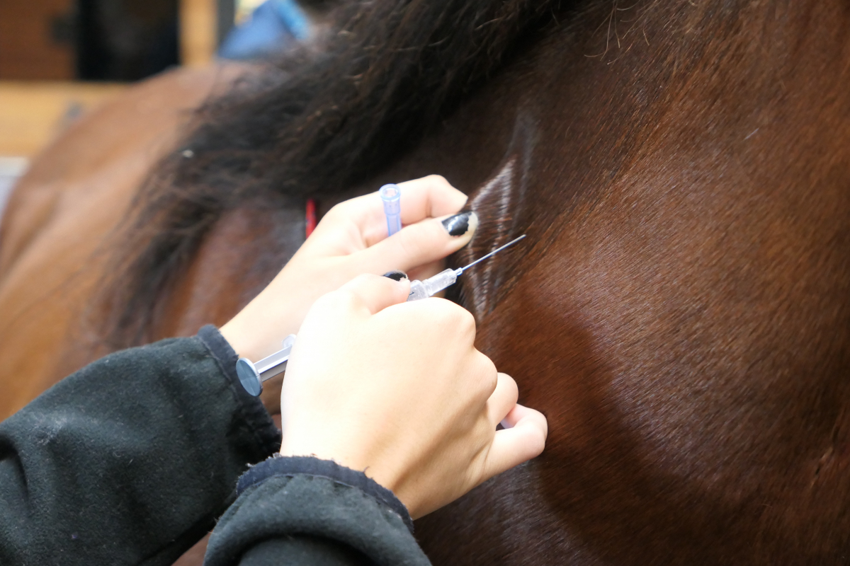 Equine Education - Saginaw Valley Equine Clinic